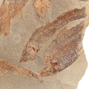 Rare Gosiutichthys Fish Pos Neg Fossil Geode Lake Gosiute Wyoming WY ...