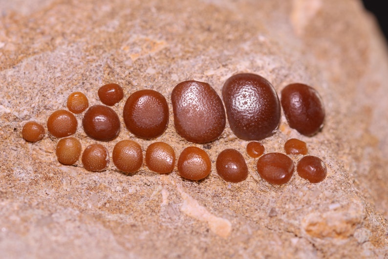 Fossil Fish Phacodus Ray-finned Punctatus Pycnodont Teeth - Etsy