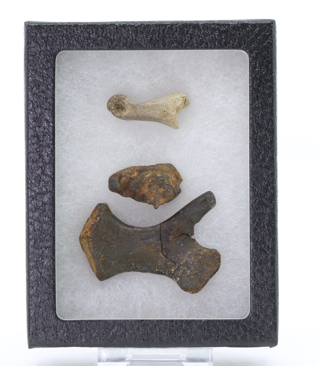 Fossil Turtle 3 Pcs Toe Bone Head Spike Humerus Hell Creek South Dakota ...