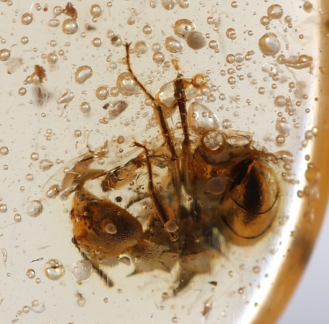 Fossil Golden Copal Amber Bee Ancient Forests Colombia 3141 - Etsy