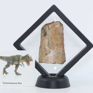 Tyrannosaurus Rex T Rex Fossil Leg Bone Pc. Hell Creek Formation South ...