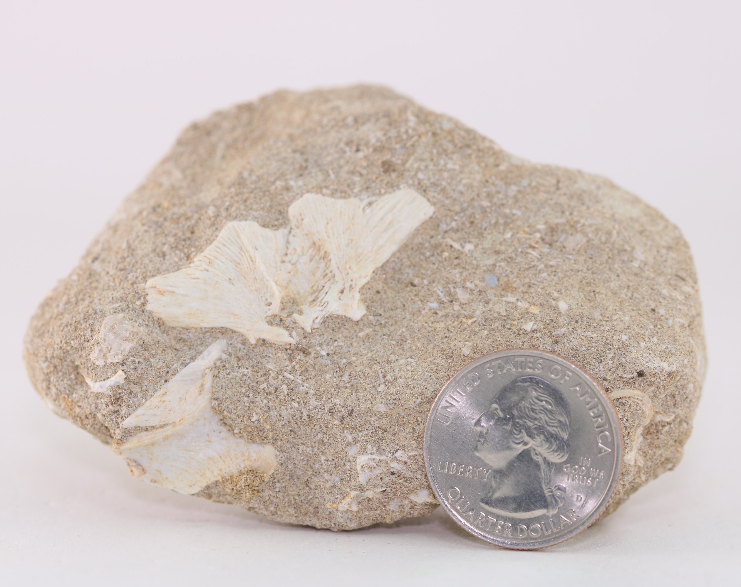 Fossil Fish Enchodus Tail Bone Hypural Cretaceous Khourigba | Etsy