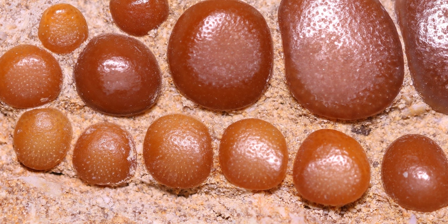 Fossil Fish Phacodus Ray-finned Punctatus Pycnodont Teeth - Etsy