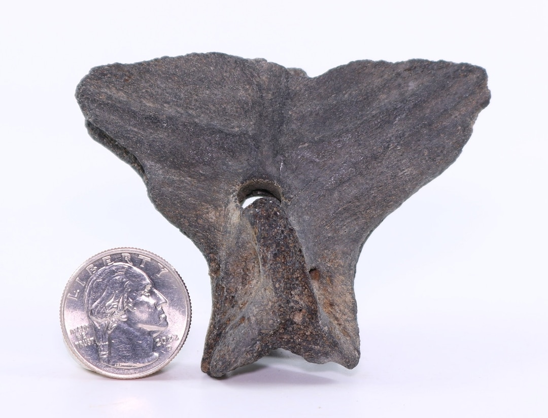 Superb Tuna Billfish Hypural Fish Fossil Tail North Carolina NC COA ...