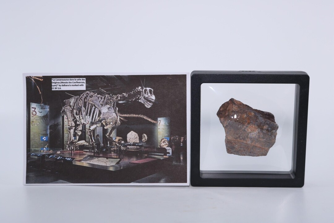 Camarasaurus Dinosaur Fossil Limb Bone 2.09" Piece Jurassic Morrison ...