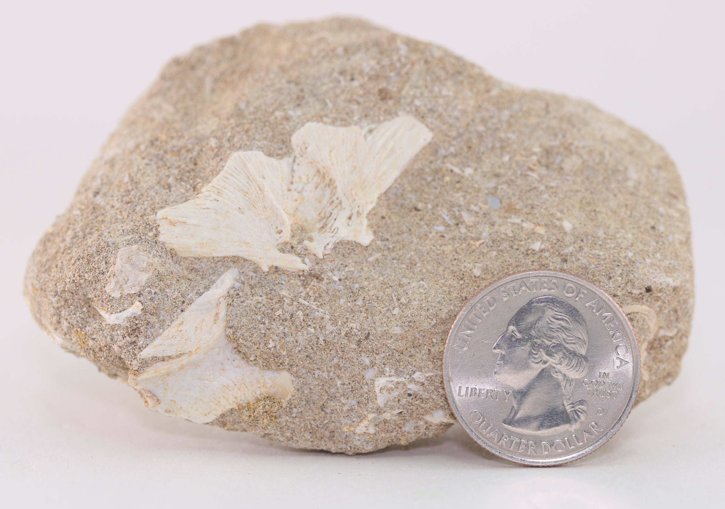 Fossil Fish Enchodus Tail Bone Hypural Cretaceous Khourigba | Etsy