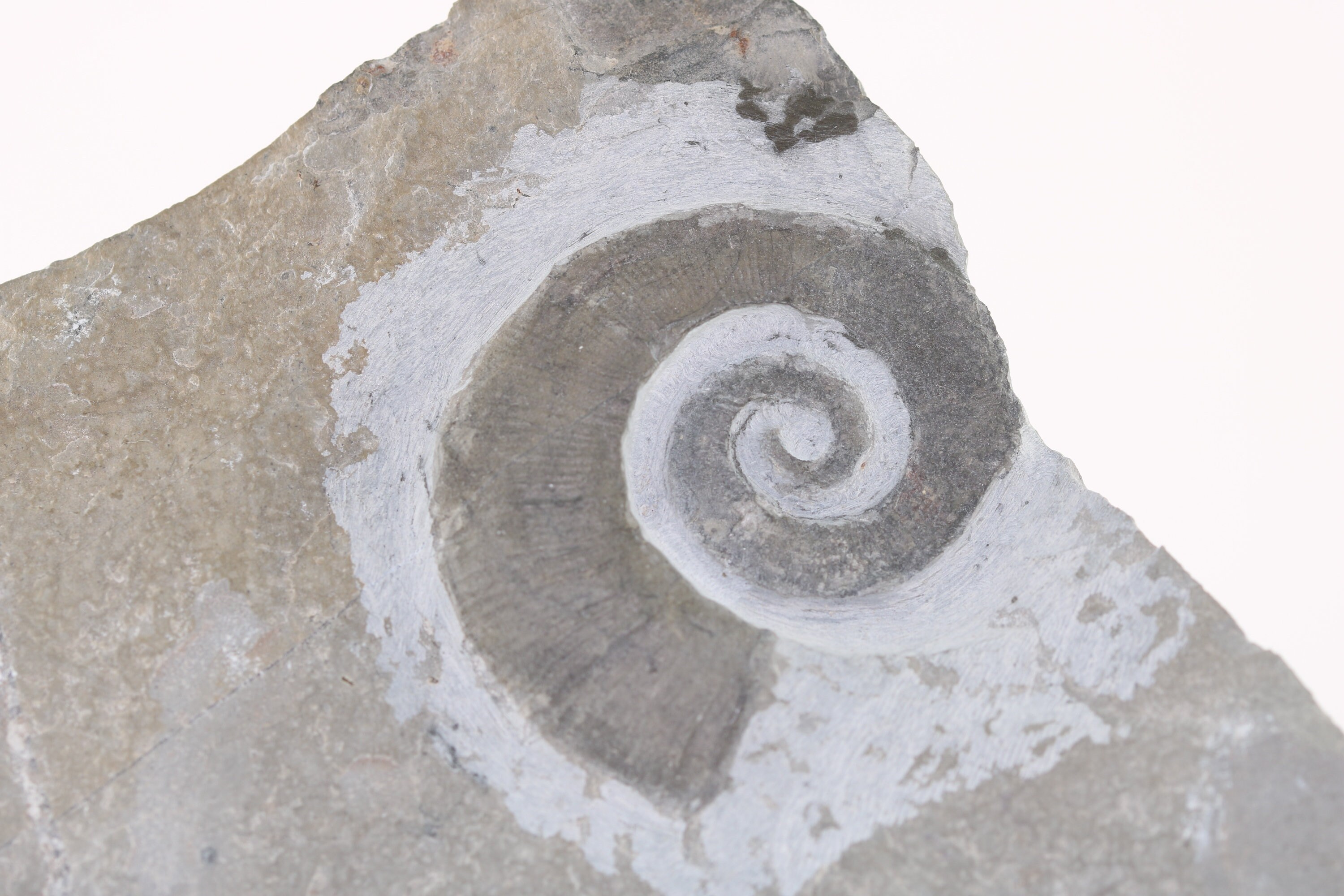 Rare Fossil Ammonite Heteromorph Crioceratites Nyons France COA 3803 ...