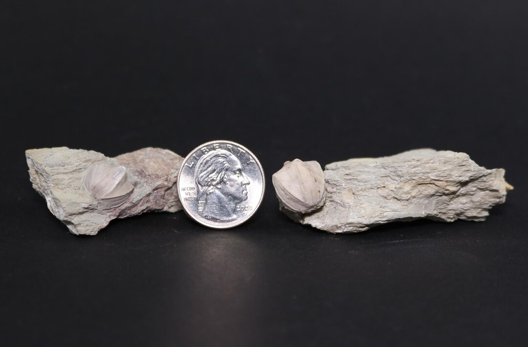 2 Fossil Blastoids Pentermites Mississippian 350 Mya St. Clair Illinois ...