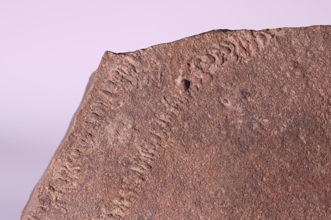 Fossil Trilobite Tracks Cruziana Ichnofossil Trace Ordovician Morocco ...