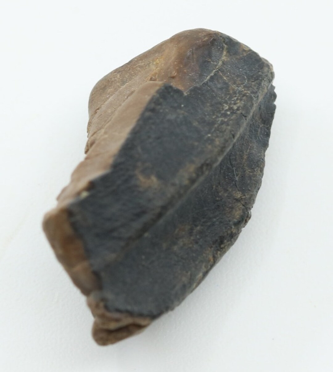 Triceratops Fossil Tooth .78" 19.9 Mm Lance Creek Wyoming COA 6408 - Etsy