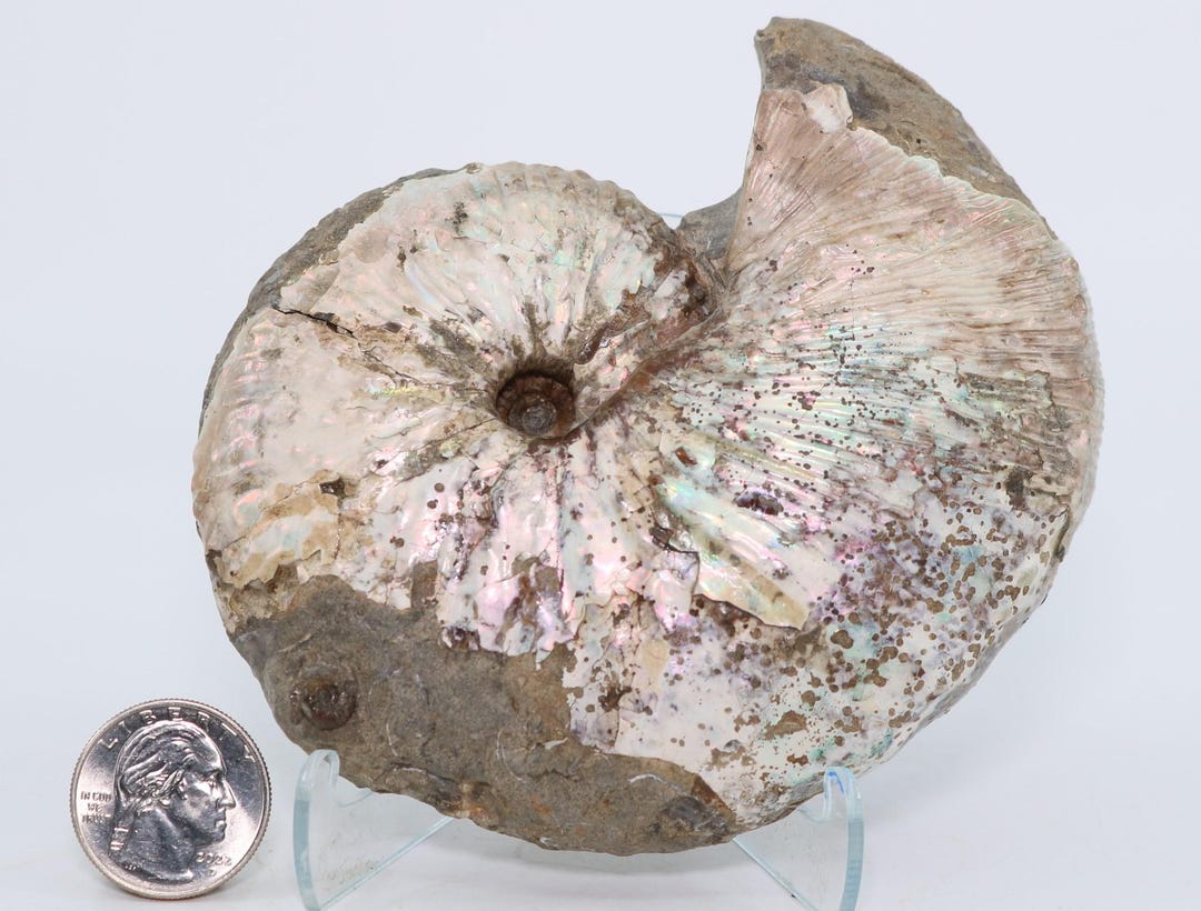 Large Fossil Scaphite Ammonite 4.49" 114mm Iridescent Cretaceous South ...