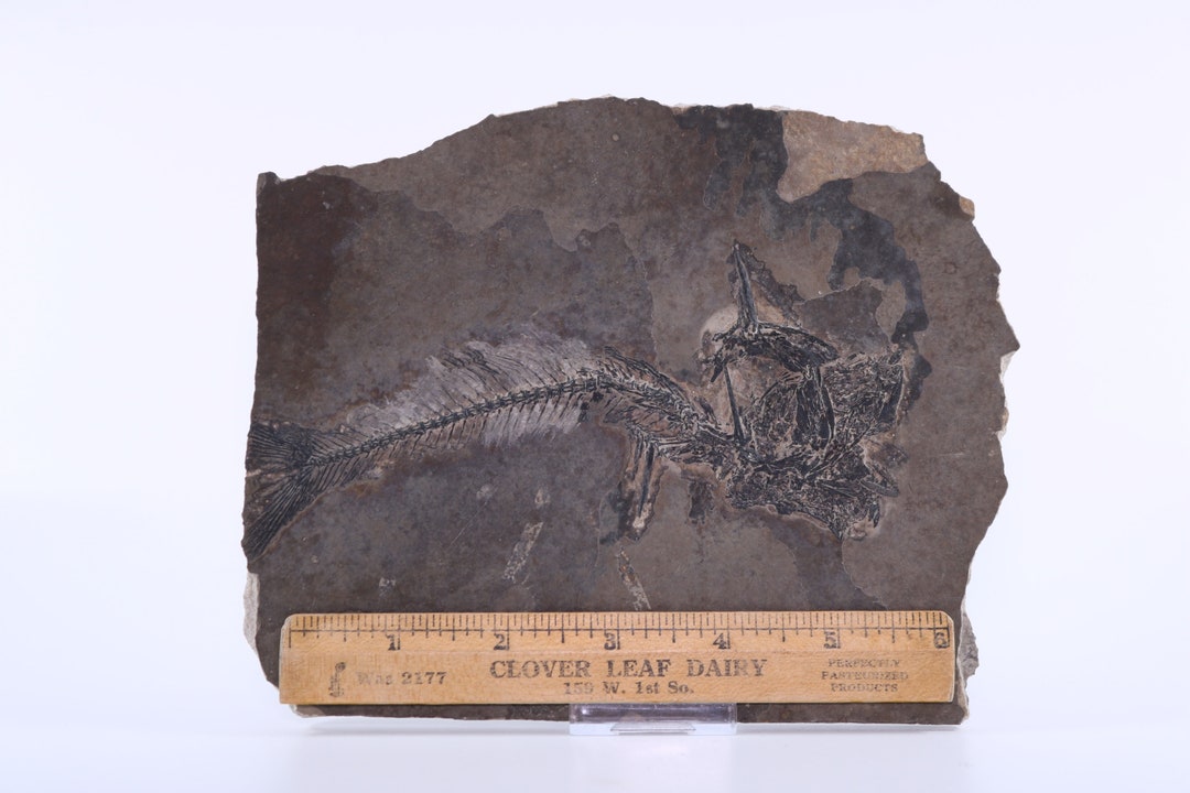 Rare Fossil Fish Catfish Lake Gosiute Green River Formation Wyoming WY ...