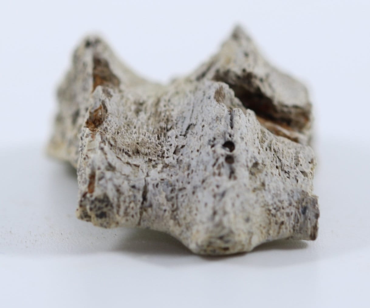 Fossil Dinosaur Triceratops Maxilla Piece Hell Creek South Dakota SD ...