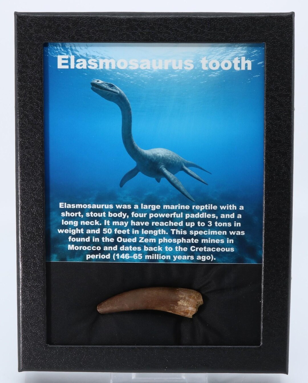 Elasmosaurus Marine Reptile Dinosaur Age Fossil Tooth 2.43" Morocco COA ...