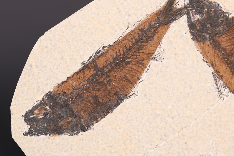 2 Knightia Eocaena Fossil Fish Fossil Lake Green River Formation ...