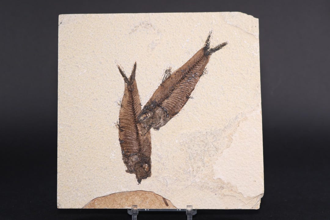 2 Knightia Eocaena Fossil Fish Fossil Lake Green River Formation ...