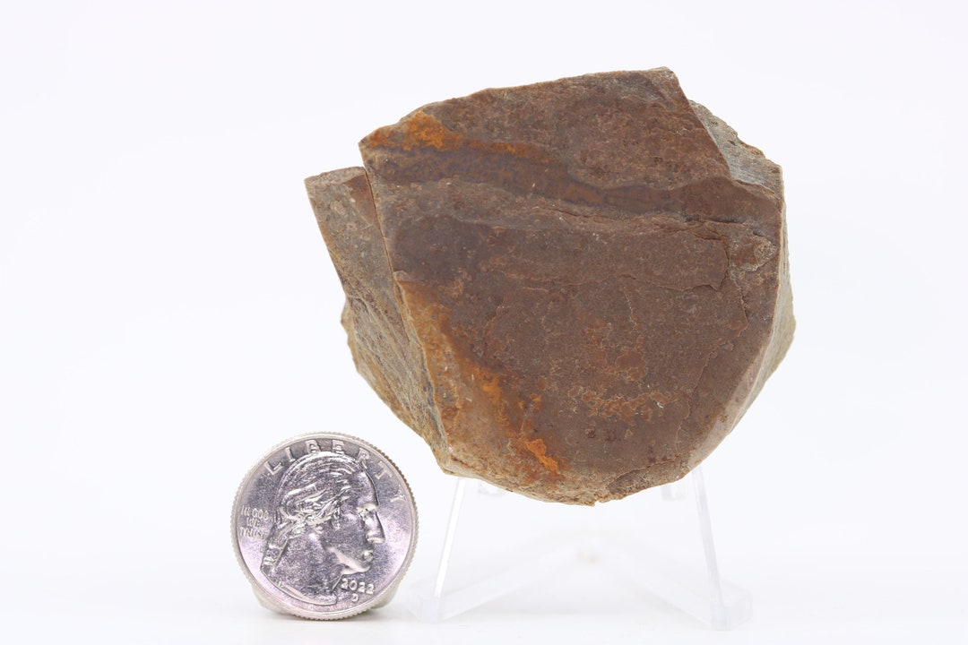 Tyrannosaurus Rex T Rex Fossil Leg Bone Hell Creek Fm South Dakota COA ...