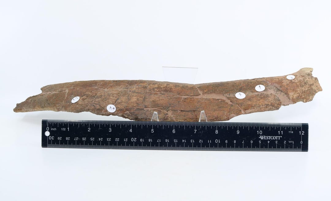 Very Rare Triceratops 17.5 Fossil Rib Multiple Predator Marks South ...