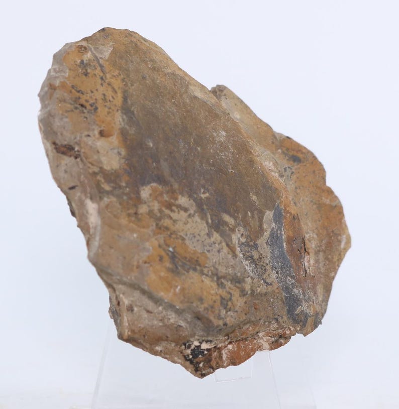 Tyrannosaurus Rex T Rex Fossil Rare Leg Bone End Cap Lance Creek ...