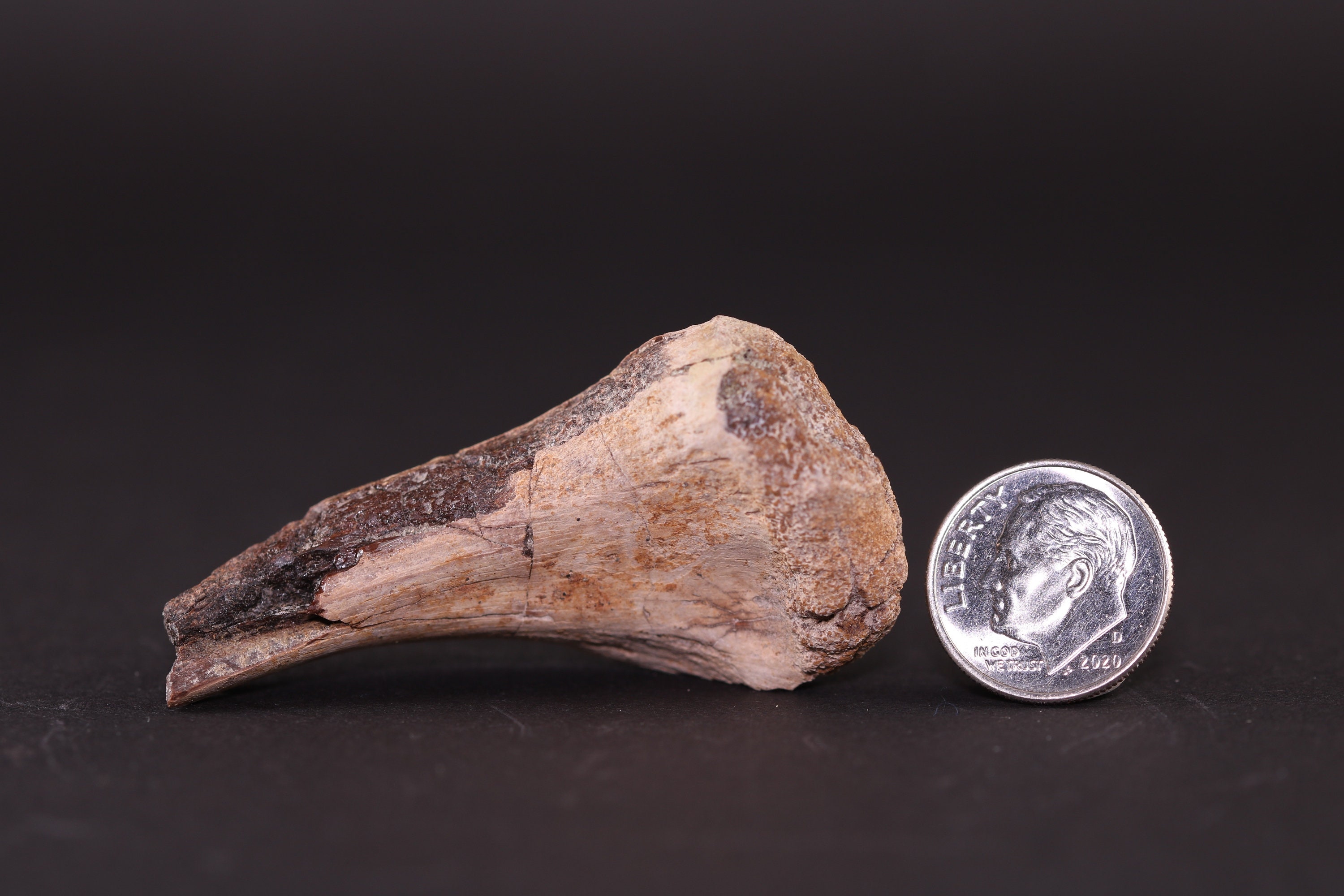 Root Fossil Or Claw Fossil