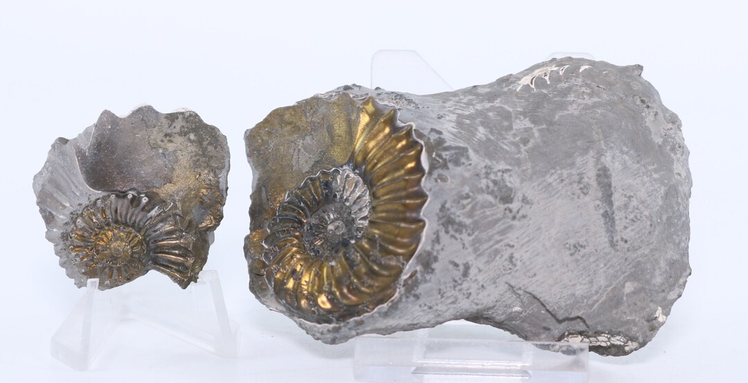 Rare Ammonite Pos-neg Fits Together Pyritized Fossil Jurassic Germany ...