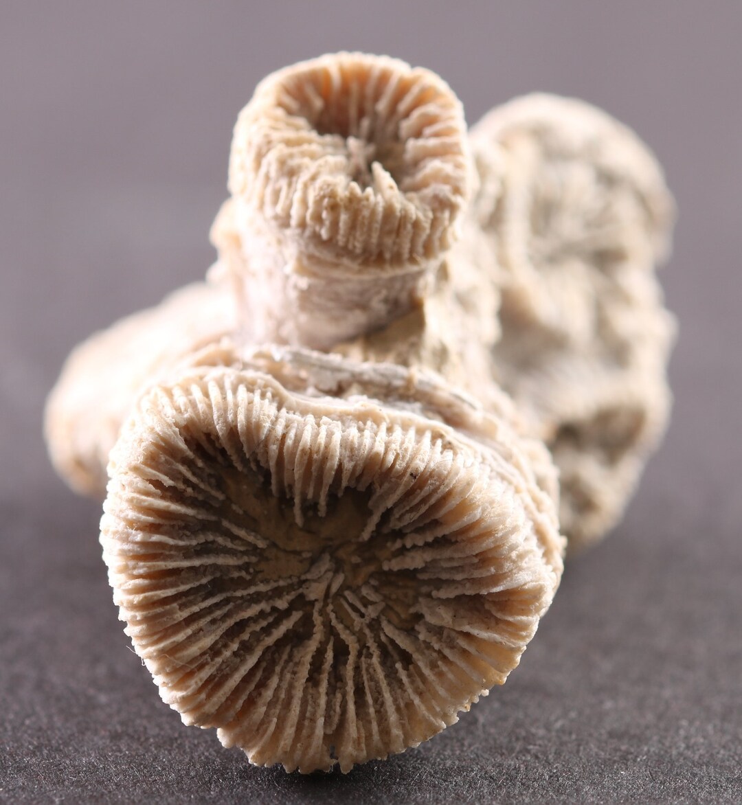 Fossil Coral Thecosmilia Jurassic Nattheim Formation Germany COA 3629 Free Shipping - Etsy