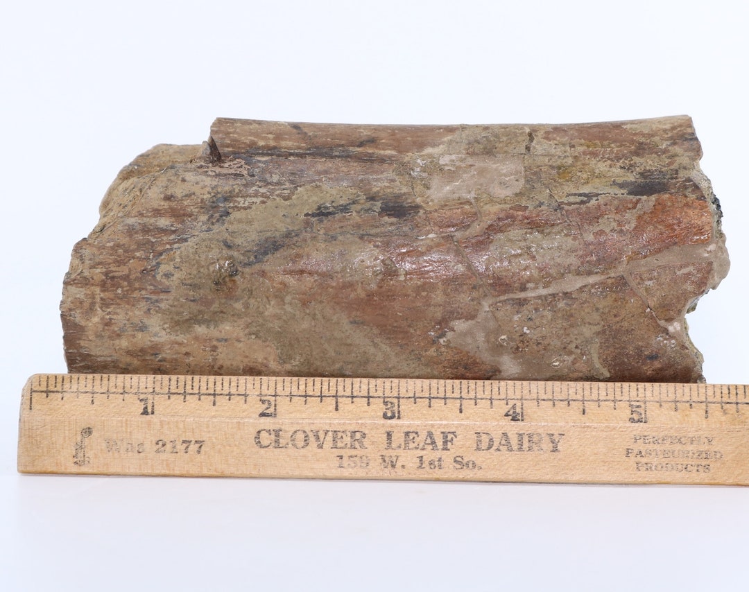 Edmontosaurus Dinosaur Rib Bone 5.46" Cretaceous Hadrosaur Montana MT ...