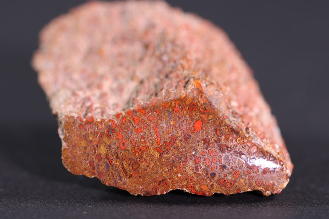 Gorgeous Fossil Dinosaur Gembone Jurassic Morrison Fm Utah UT COA 5685 ...