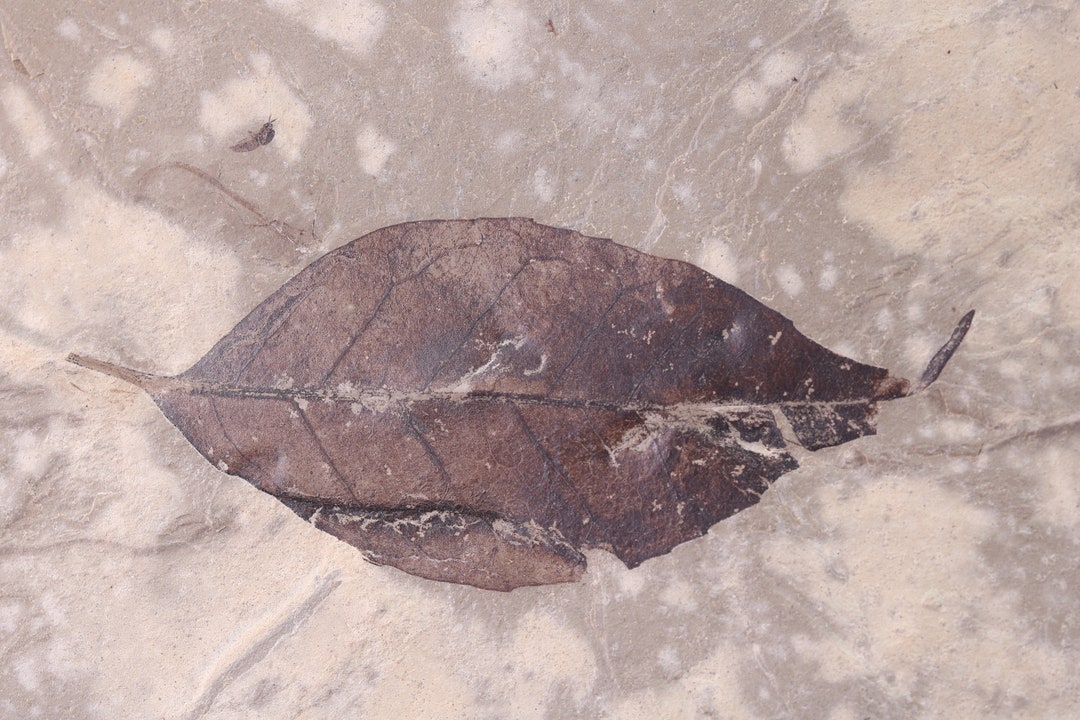 Fossil Leaf Allophylus Flexifolia Superb Green River Fm Bonanza Utah UT ...