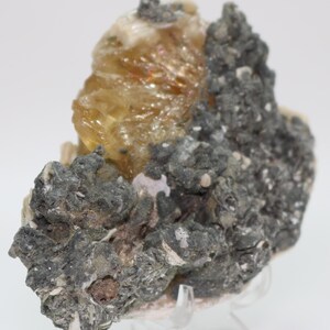 Fossil Clam Florida W Gorgeous Calcite Rucks Pit Florida Fluorescent UV ...