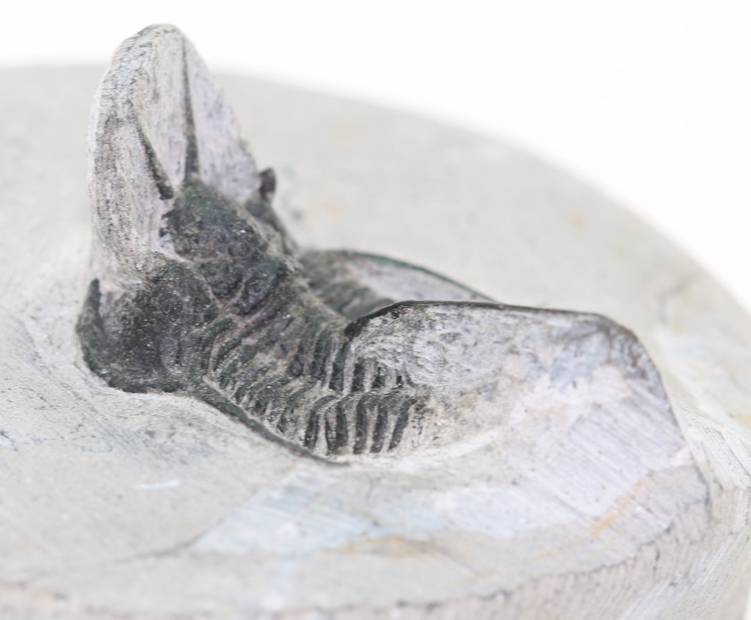 Rare Devil Horned Cyphaspis Walteri Trilobite Devonian 400 mya Morocco ...
