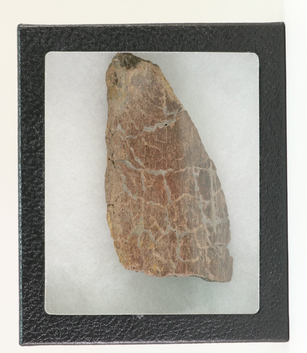 Fossil Tyrannosaurus T Rex Nice Leg Bone 5" Piece Hell Creek Montana ...