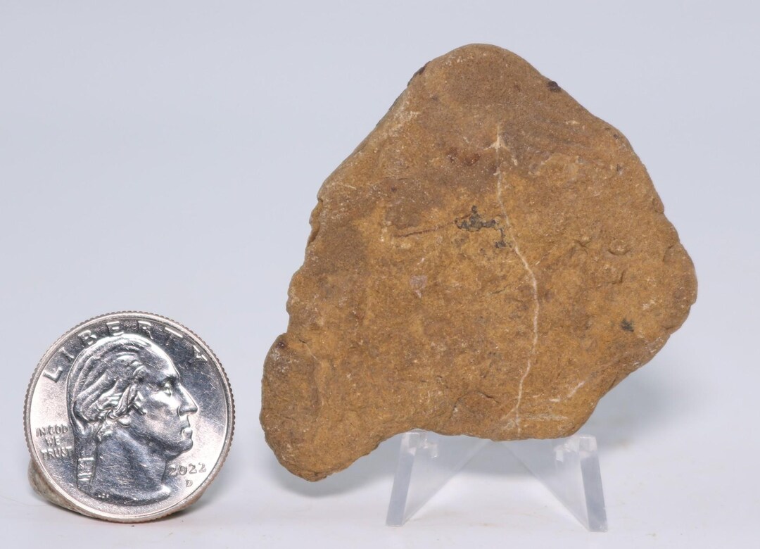 Ankylosaurus Cousin Fossil Scute 2.13" 54.1mm Armor Plate New Mexico NM ...