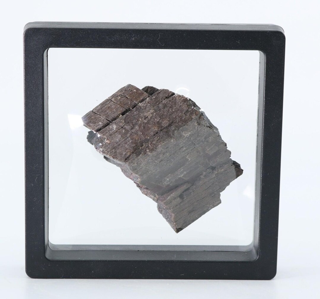 Allosaurus Fossil Rib Bone 2.12" 54mm. Jurassic Morrison Formation ...