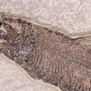 6.1" Knightia Eocaena Fossil Fish Fossil Lake Green River Formation ...