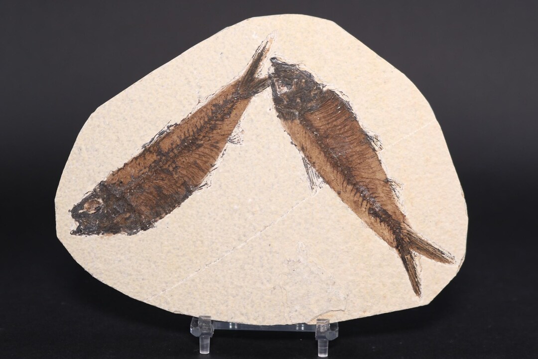 2 Knightia Eocaena Fossil Fish Fossil Lake Green River Formation ...