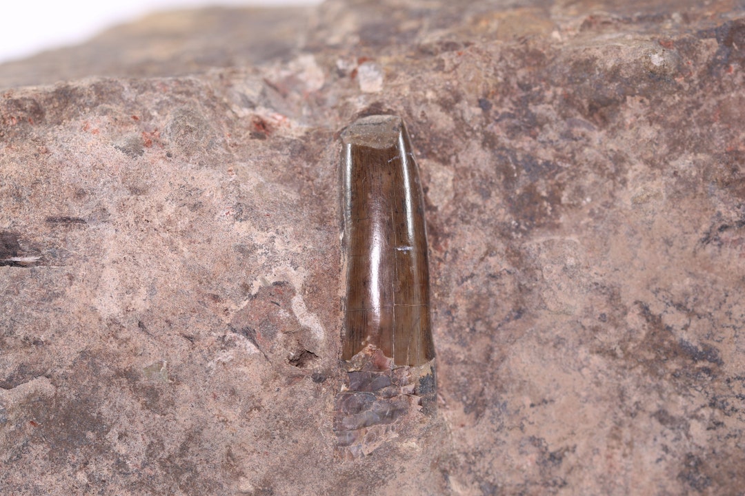 Fossil Dinosaur Superb Diplodocus Tooth In-situ 1.2" Jurassic Sauropod ...