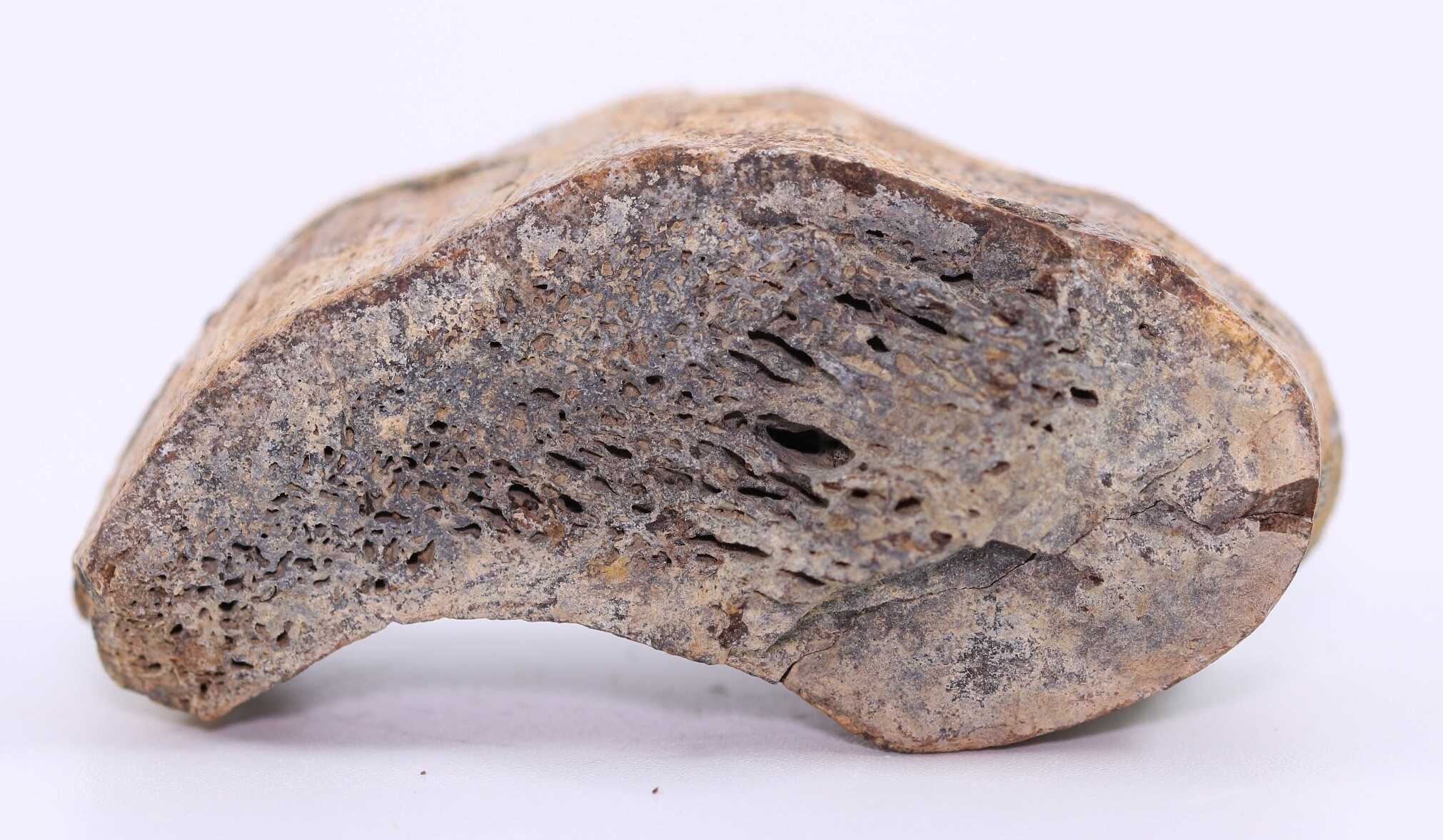 Fossil Dinosaur Triceratops Fibula Bone Section Lance Creek - Etsy