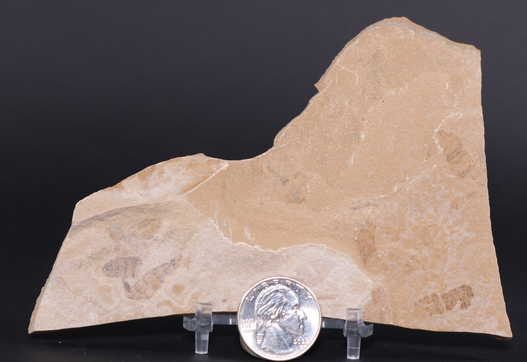 Multiple Botfly Larvae Fossils Lithophypoderma Eocene Bonanza Utah UT ...