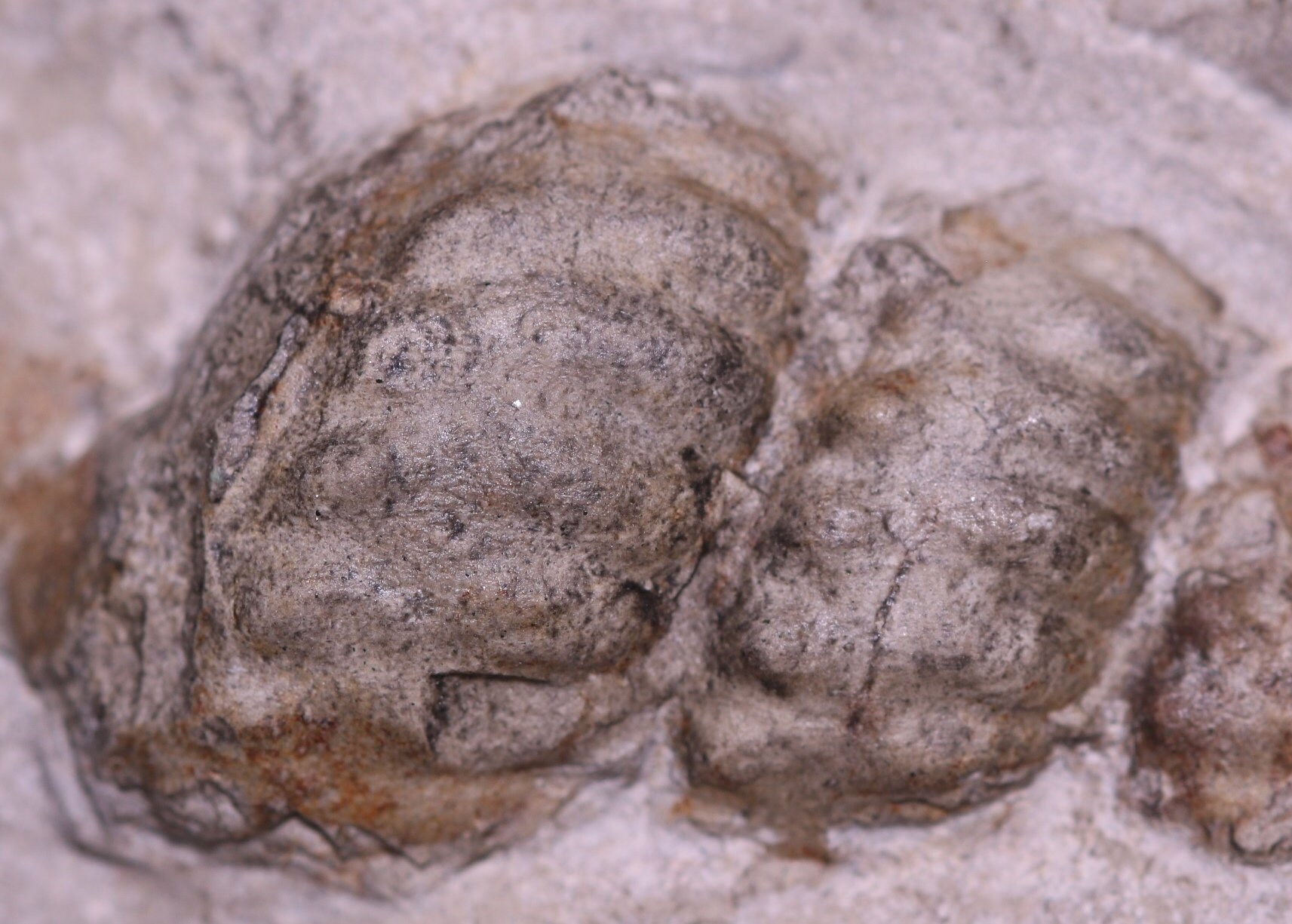 Fossil Rare Gastropod Turrilites Costatus Cretaceous La Mure - Etsy UK