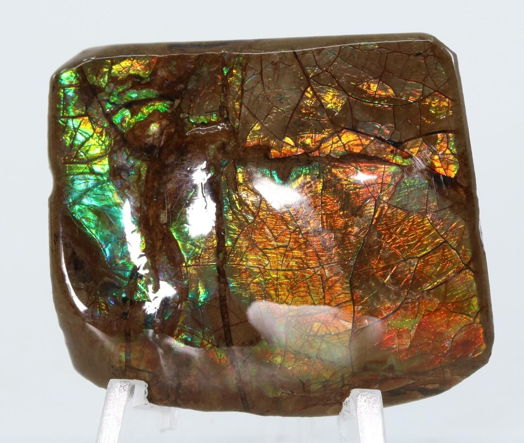 Korite Ammolite Ammonite Shell 1.38" 35.1mm Korite Mine Alberta AB COA ...