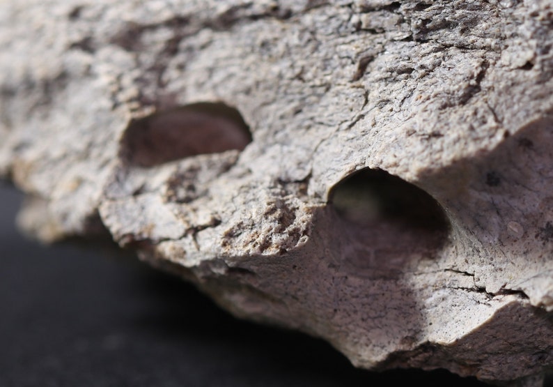 Tyrannosaurus Rex T Rex Fossil 2 Bite Marks Hell Creek South - Etsy