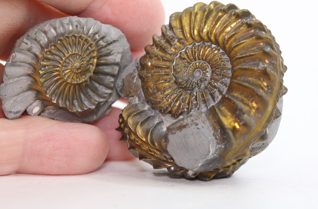 Rare Ammonite Positive Negative Fits Together Plus 2nd Ammonite ...