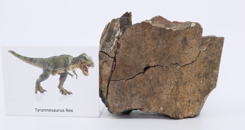 Tyrannosaurus Rex T Rex Fossil Femur Pc. Hell Creek South - Etsy
