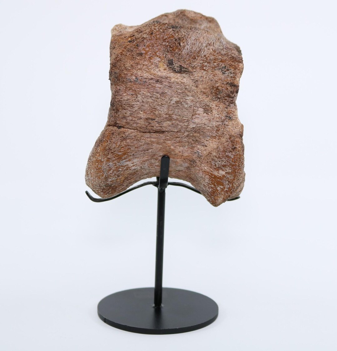 Allosaurus Large Fossil Vertebra 970g Jurassic Morrison Formation ...