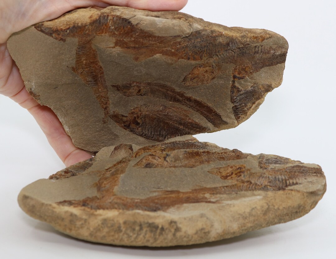 Rare Gosiutichthys Fish Pos Neg Fossil Geode Lake Gosiute Wyoming WY ...