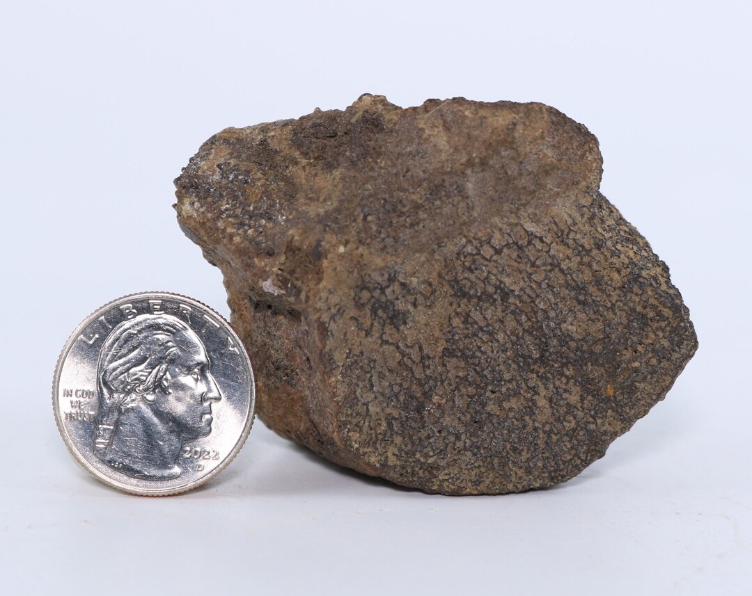 Tyrannosaurus Rex T Rex Dinosaur Fossil Fibula Pc Hell Creek Montana MT ...