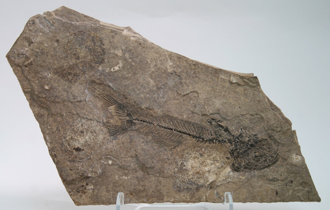 Fossil Catfish Wyoming RARE Fossil Fish Catfish Astephus W/ 3 Juvenile ...