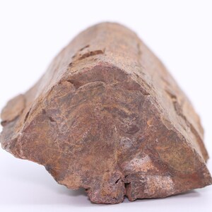 Fossil Dinosaur Allosaurus Tibia Pc. Jurassic Morrison Fm. Vernal Utah ...