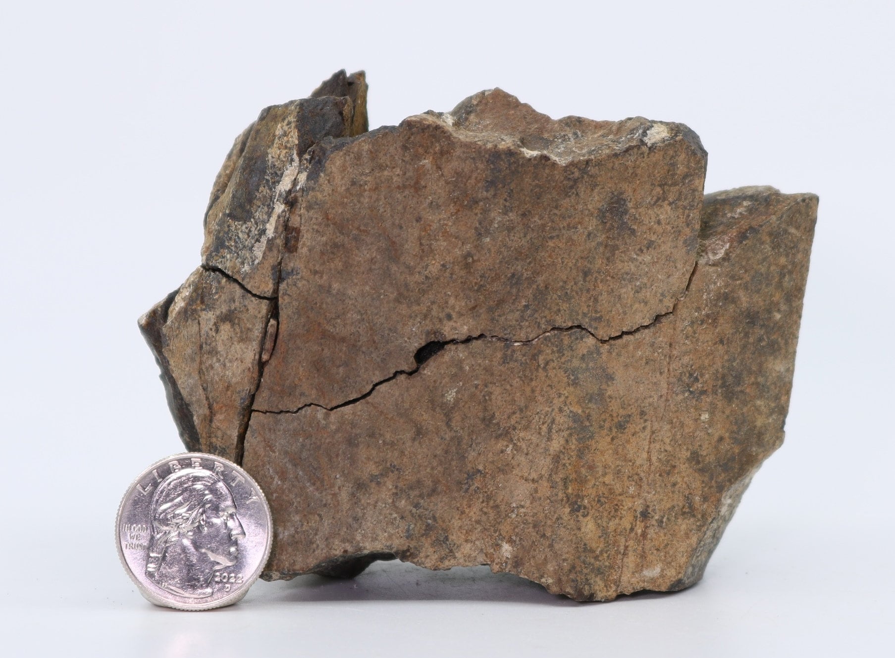 Tyrannosaurus Rex T Rex Fossil Femur Pc. Hell Creek South - Etsy